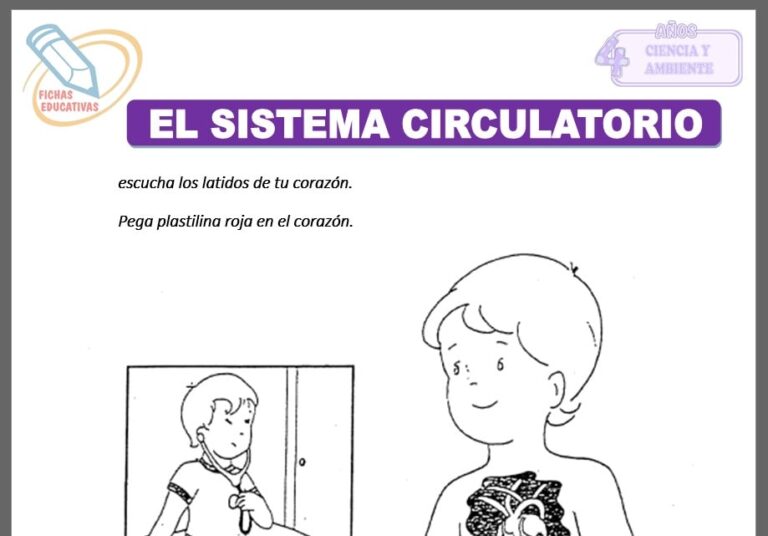 El sistema circulatorio para niños de Cuatro Años