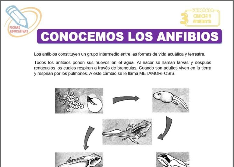 Conocemos los anfibios para Tercero de Primaria