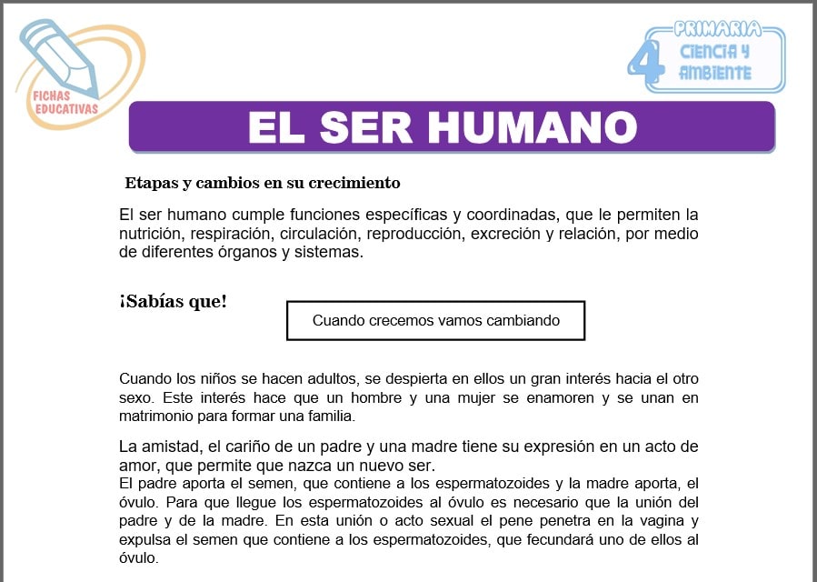 El ser humano para Cuarto de Primaria - Fichas Educativas