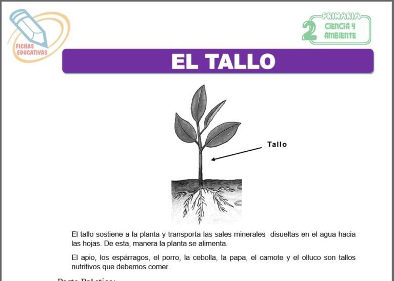 El tallo para Segundo de Primaria - Fichas Educativas