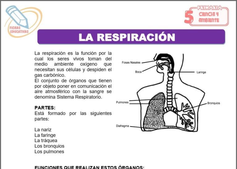 La respiración para Quinto de Primaria - Fichas Educativas