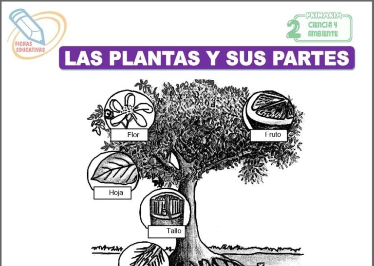 Las plantas y sus partes para Segundo de Primaria