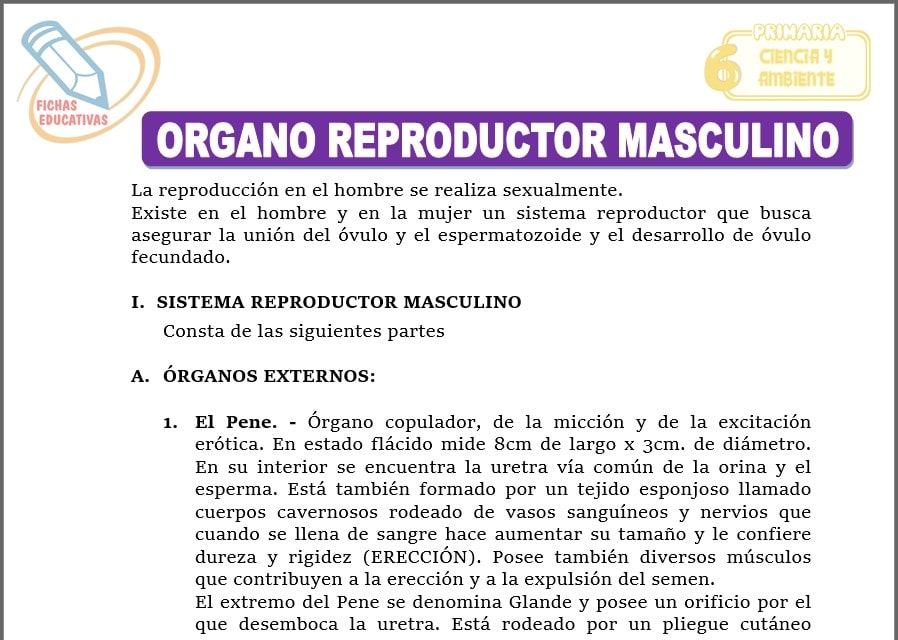 Órgano reproductor masculino para Sexto de Primaria