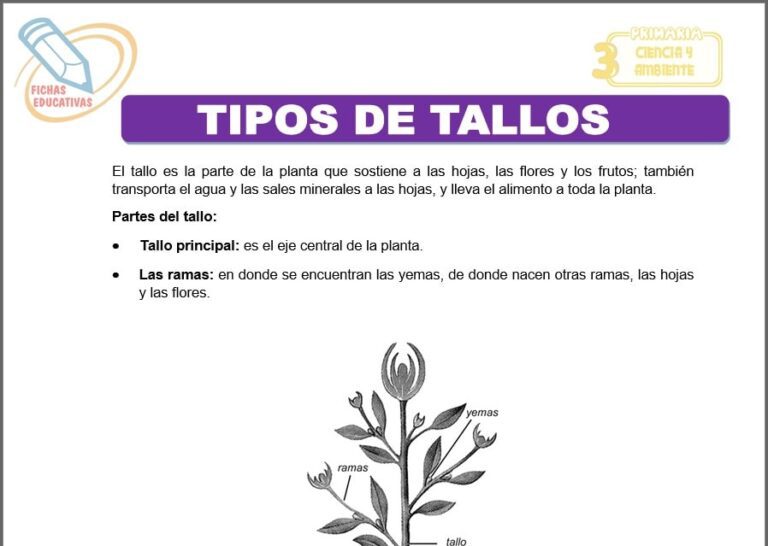 Tipos de tallos para Tercero de Primaria - Fichas Educativas